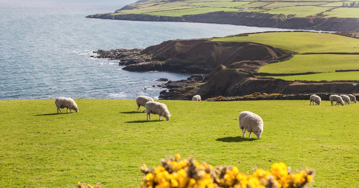 Lansons | Work | Isle of Man Government
